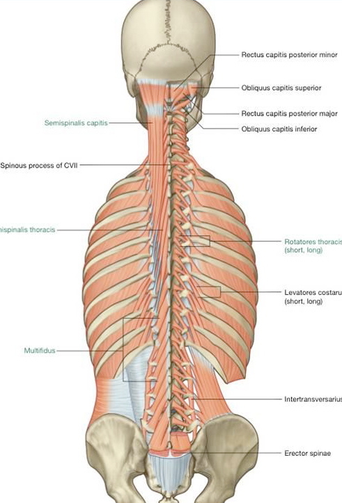 The Lumbar Spine: Understanding the Science Behind Both Movement and ...
