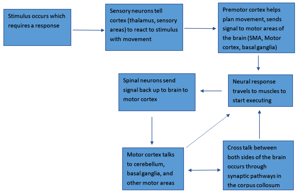 Bilateral Coordination: The Gateway to Successful Movement | Part 1 ...