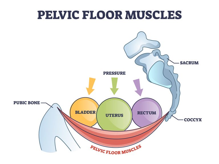 Pelvic Floor: Lower Region Muscles with Big Responsibilities ...